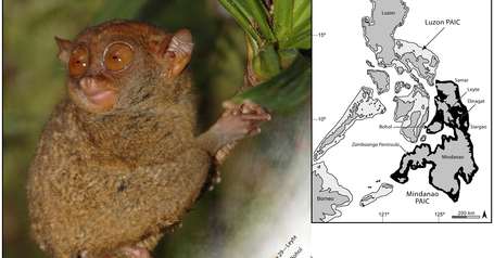 Species New to Science: [Primate • 2014] Conservation Genetics of the ...