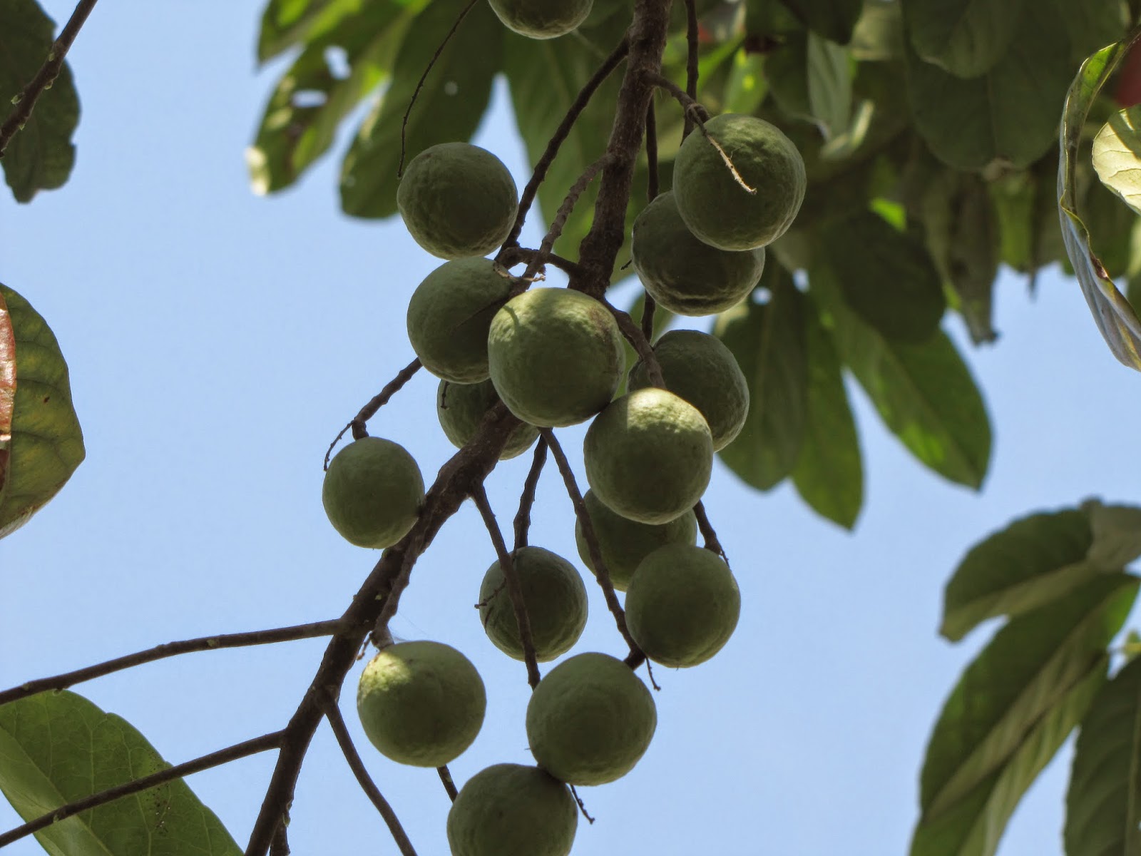 Hallucinations!: A few trees of Uttarakhand
