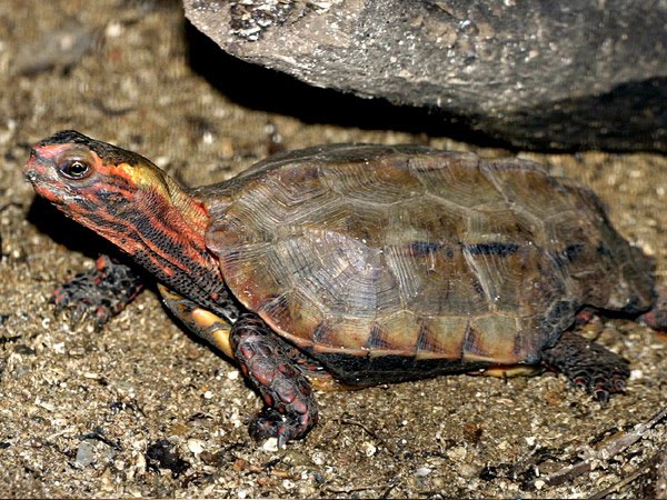 Ryukyu Black-breasted Leaf Turtle