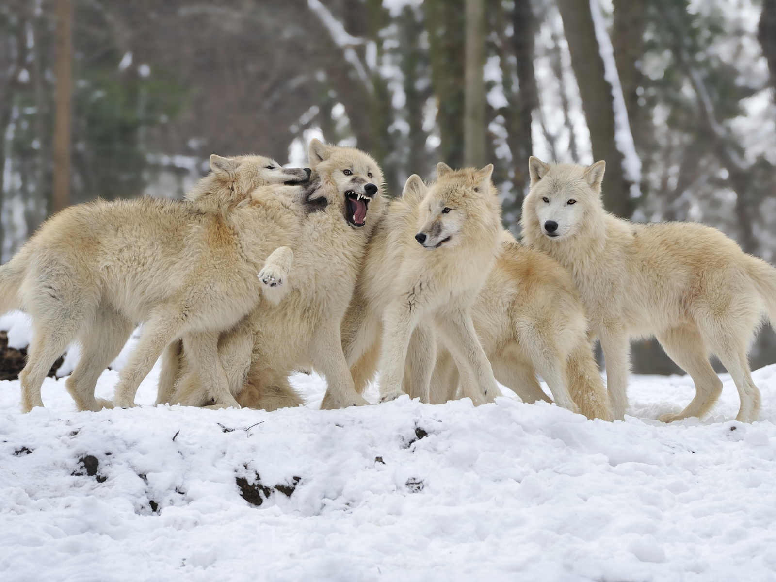 Fotografías de feroces lobos en campo natural