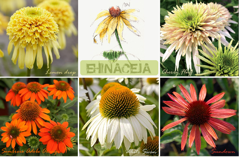 101 cvet : studenoga 2018