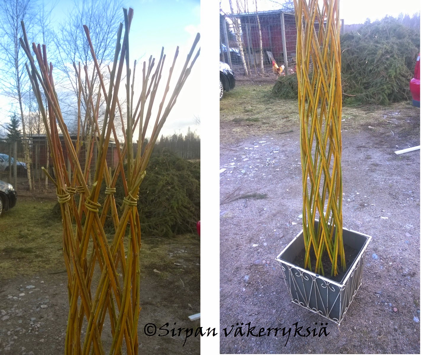 Sirpan väkerryksiä: Pajupunontaa