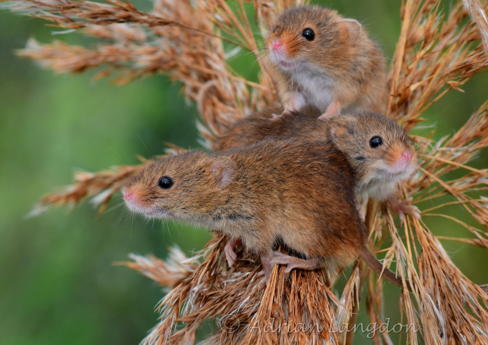 images-naturally!: Harvest mice......