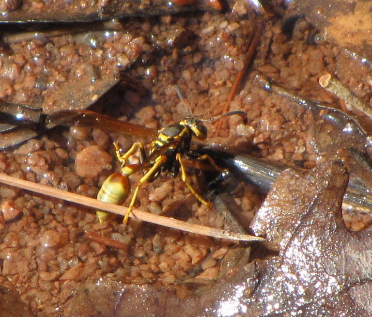 Bug Eric: Wasp Wednesday: Winter Wasps