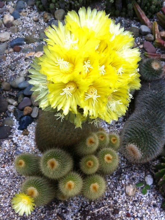 Koleksi Tanaman Hias: Bunga Kaktus (Cactus Flowers) - part 2