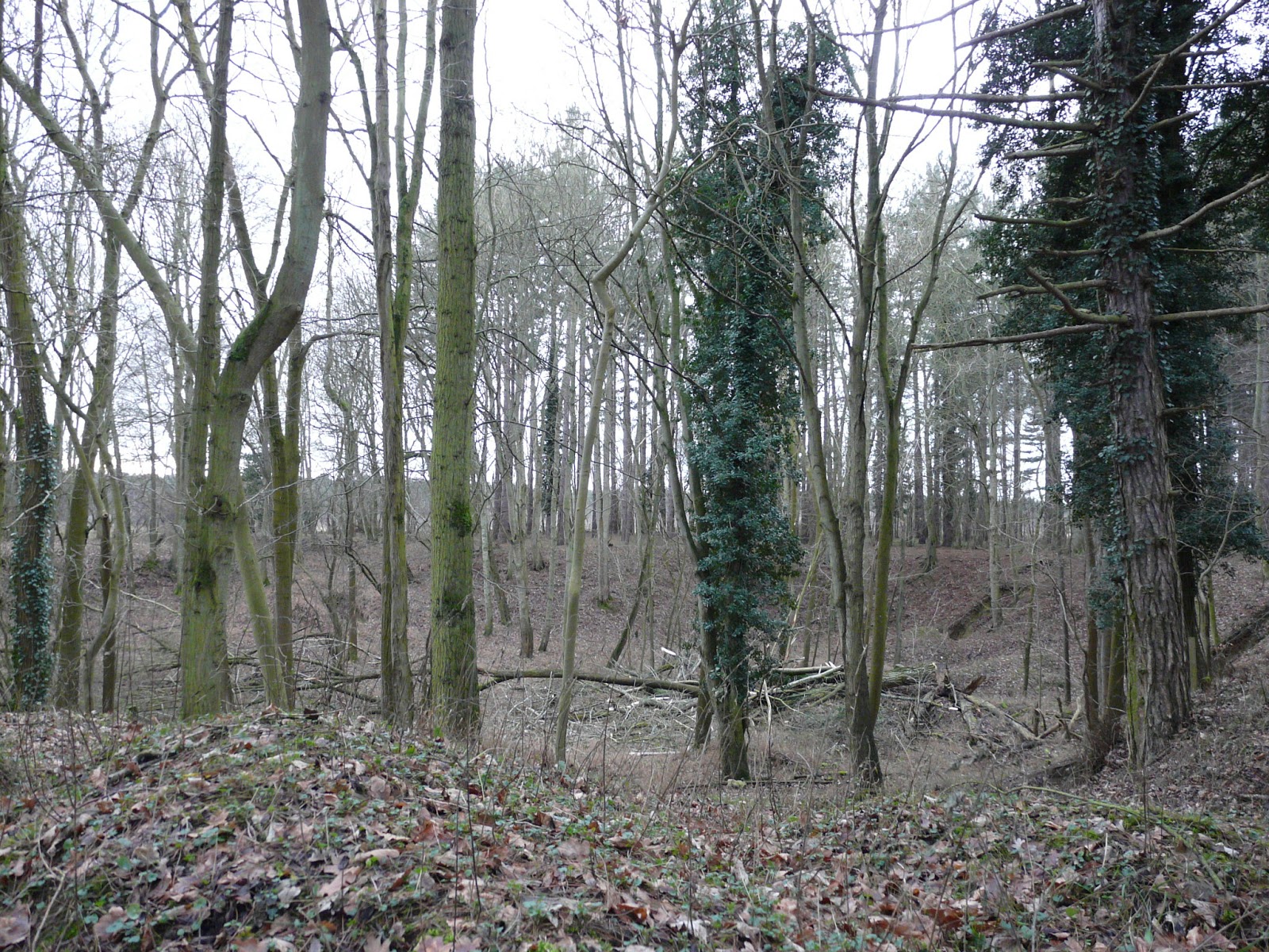 Cindy's Snaps: Beeches Pit, West Stow, Suffolk