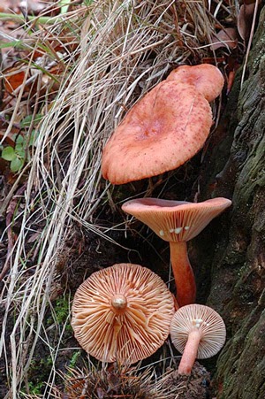 Funghi Teramani: Lactarius decipiens Quélet