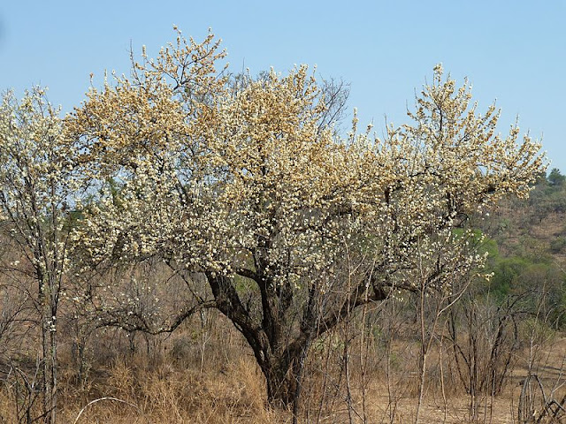 Wildepeer / Drolpeer – Roekeloos.co.za