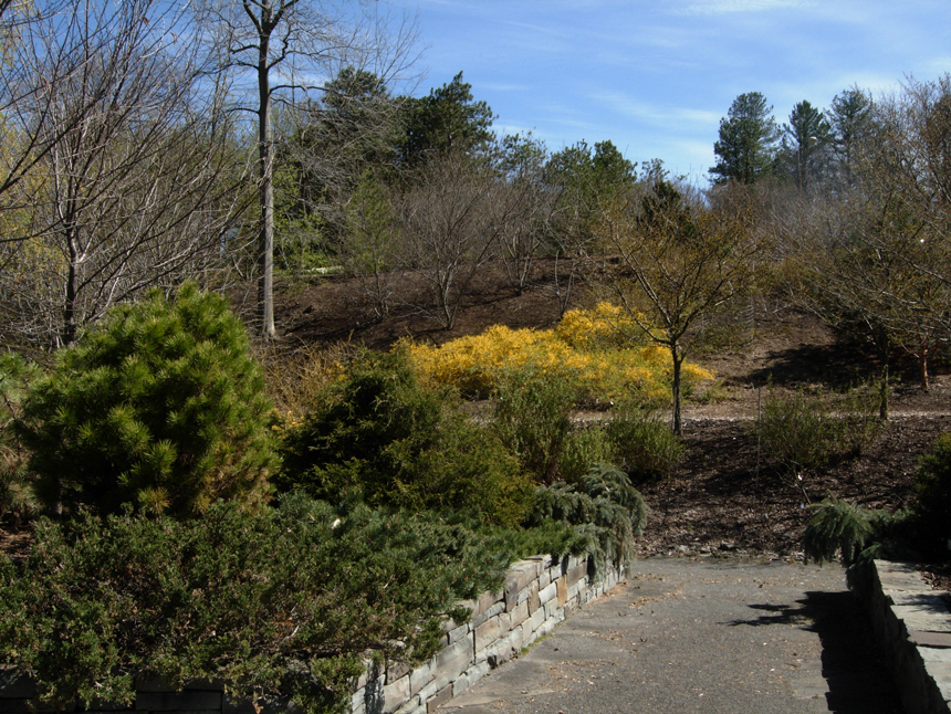 nancyridenourartist: Cornell Plantations Winter Garden