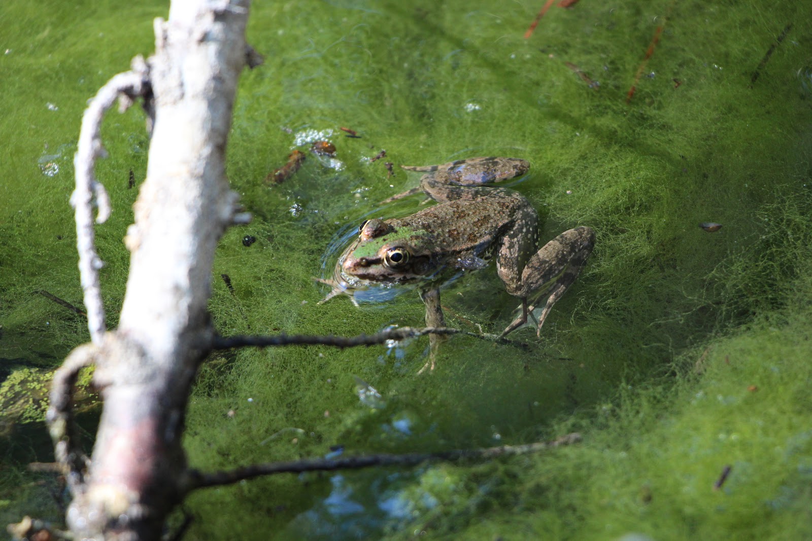 Of frogs (Plaka-Antimachia) |Discovering Kos and the surrounding islands