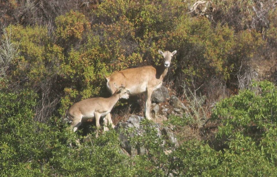 Mammals of Cyprus - Τα θηλαστικά της Κύπρου by George Konstantinou ...