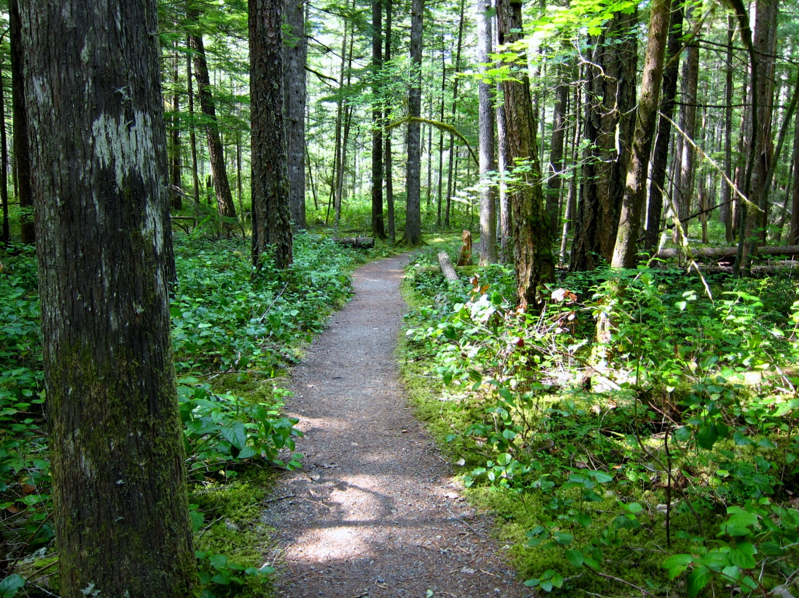 Pacific Northwest Seasons: North Cascades Overnight: Newhalem Creek ...