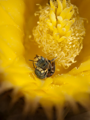 foto y natura: Abejas mexicanas