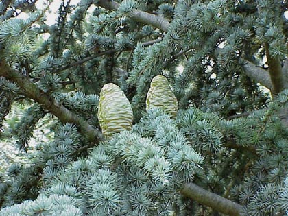 ARTE Y JARDINERÍA : CEDRO DEL ATLAS. Cedrus atlantica