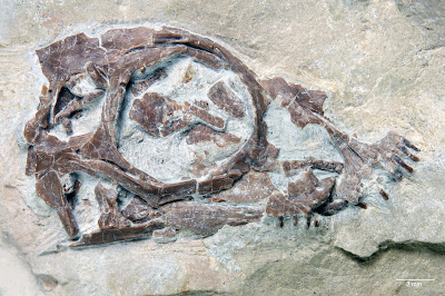 Species New to Science: [Paleontology • 2013] European origin of ...