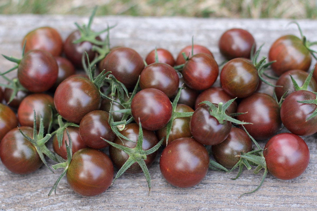 "We do it the Hard Way": The 2015 Tomato Round-Up