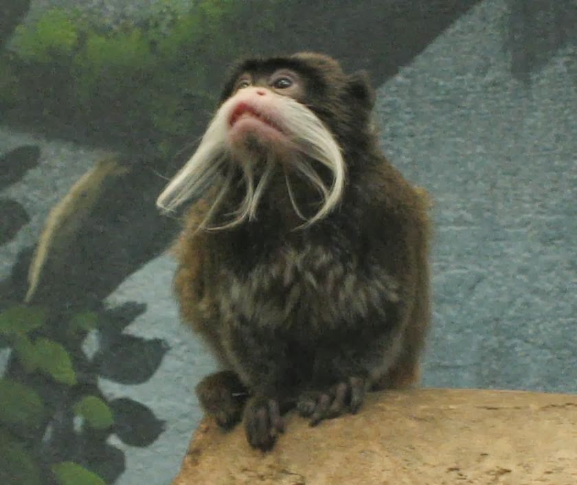 Emperor Tamarin Animals | Interesting Facts & New Pictures | All ...