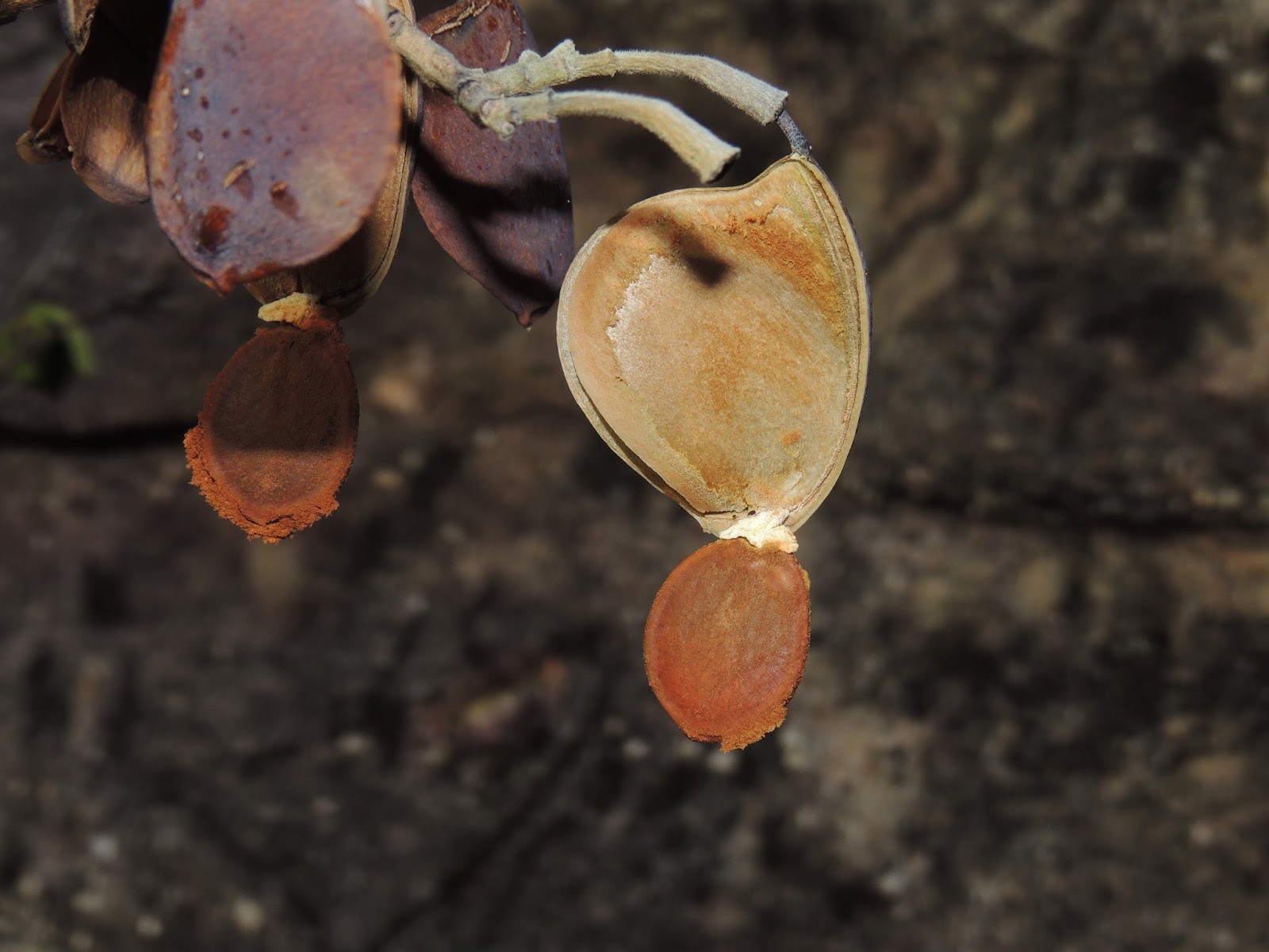 Fabaceae - Leguminosae no Brasil: Peltogyne