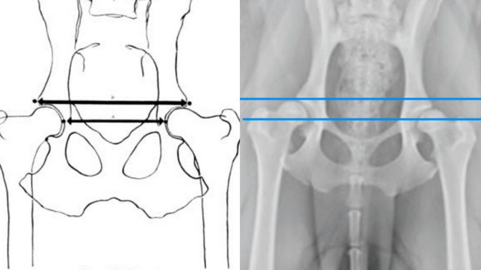Displazija kukova kod životinja ~ Panvet - moj veterinar