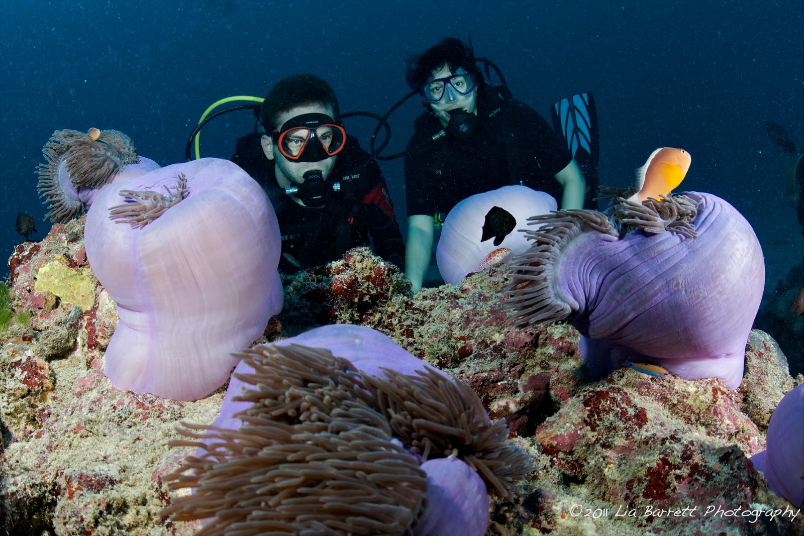 Similan Diving Safaris