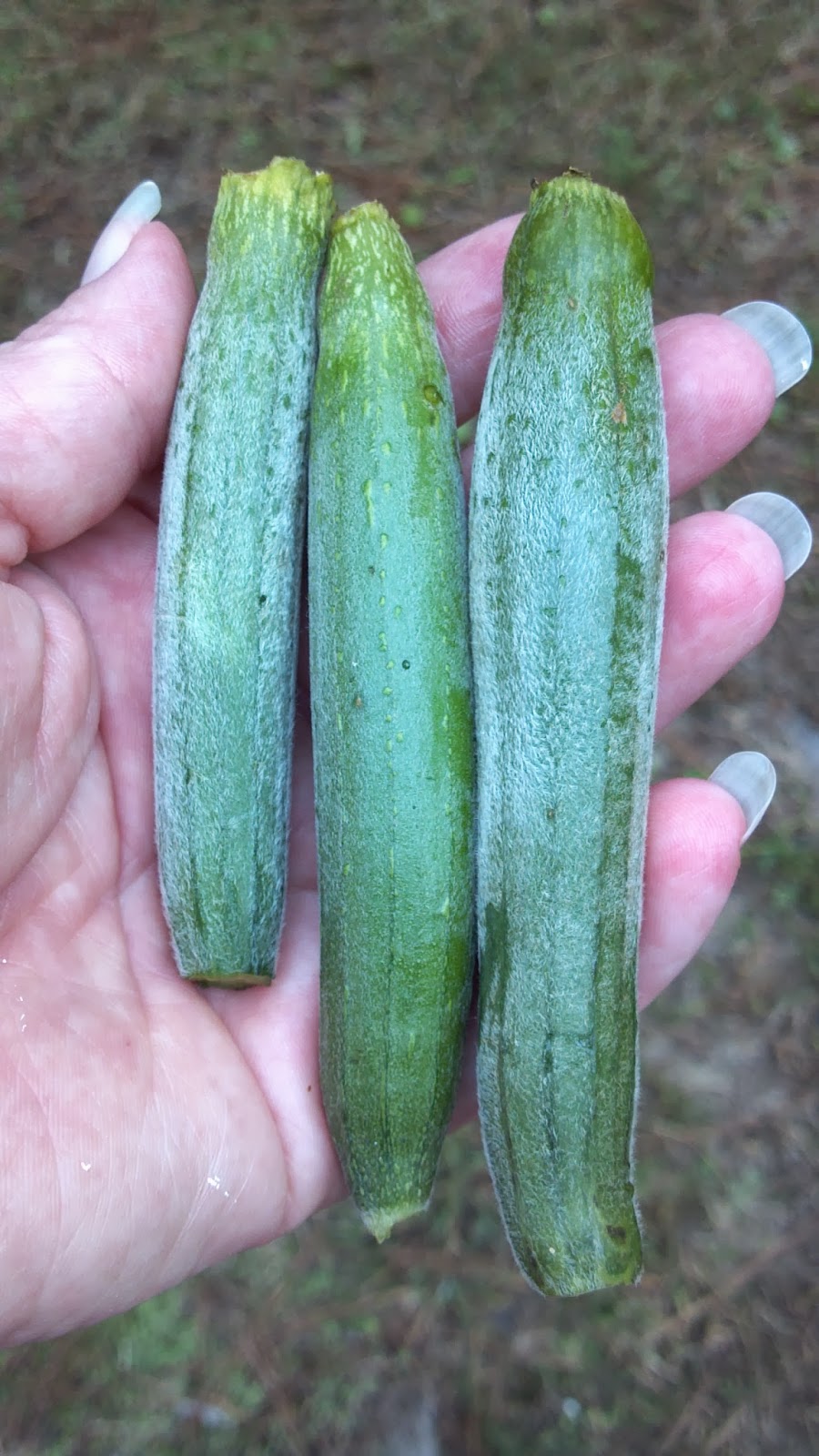 Try Eating A Luffa Sponge!