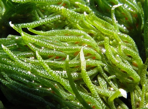 Pengertian, Morfologi, Fisiologi, Klasifikasi dan Reproduksi Alga ...