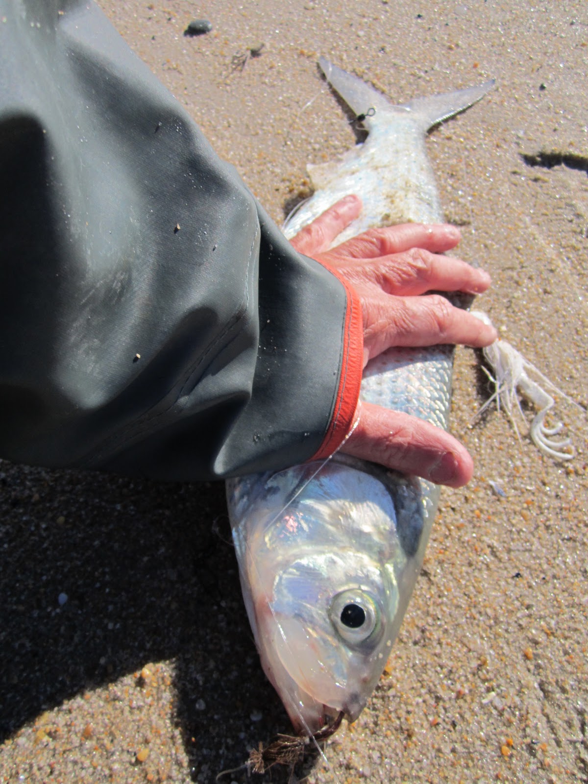 Rhode Island Striped Bass: The Hickory Shad Option