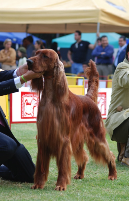 Irish Setters Irlandés Allegiance : Irish Setter Irlandés Casa ...