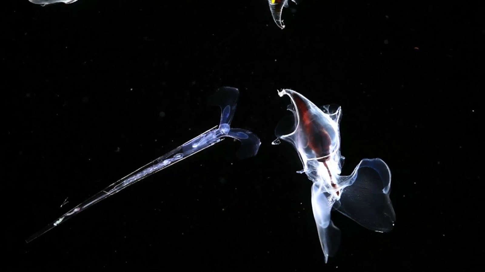 Real Monstrosities: Gelatinous Winged Feet