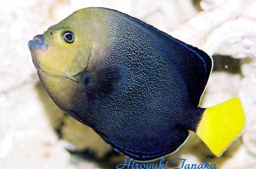 D' Ocean Aquarium: Ikan Angel (Angelfish)