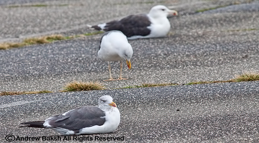 Birding Dude: Storm Chasing Birds on Long Island New York...