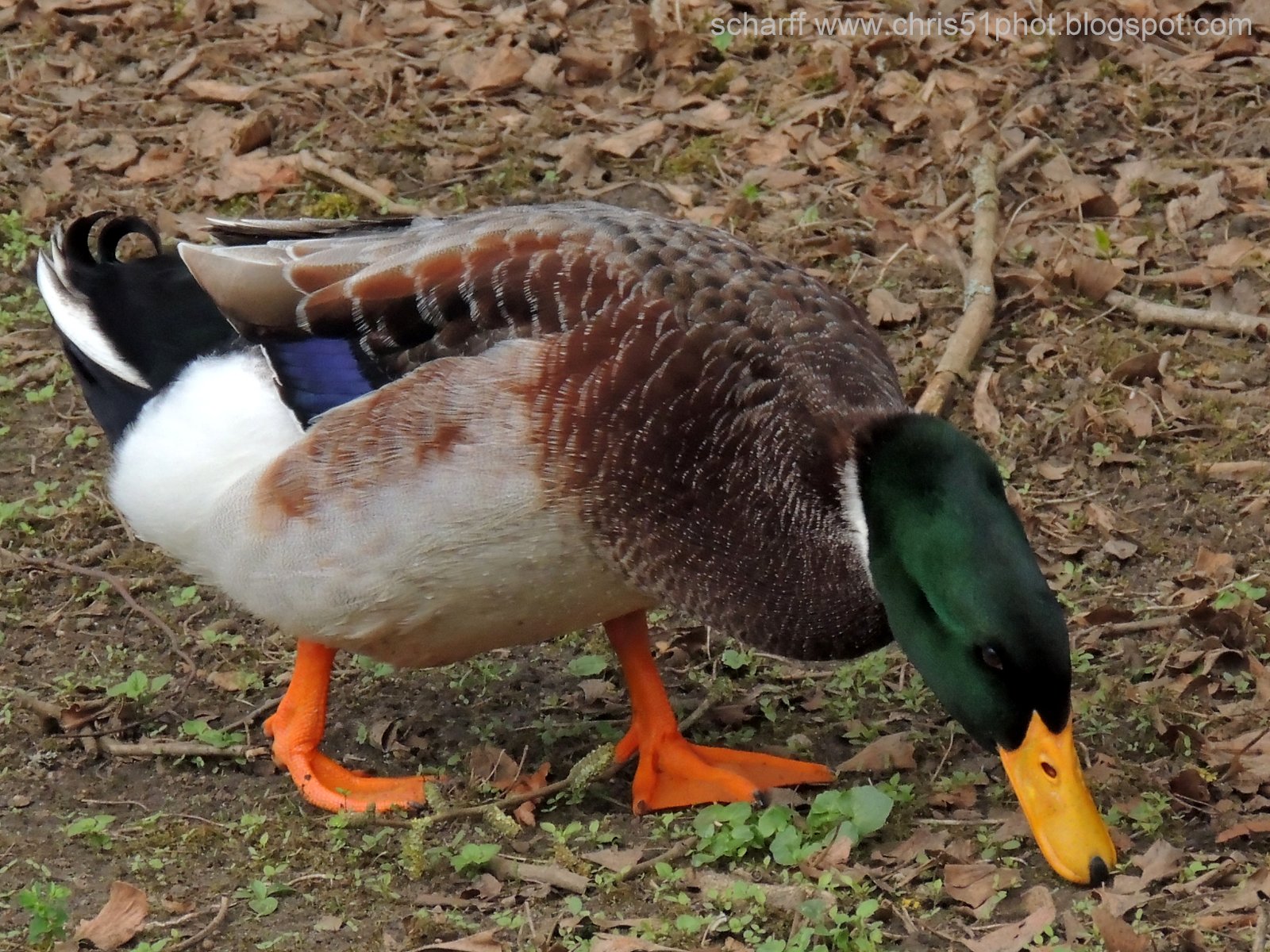 photosnature et pol: un très gros canard