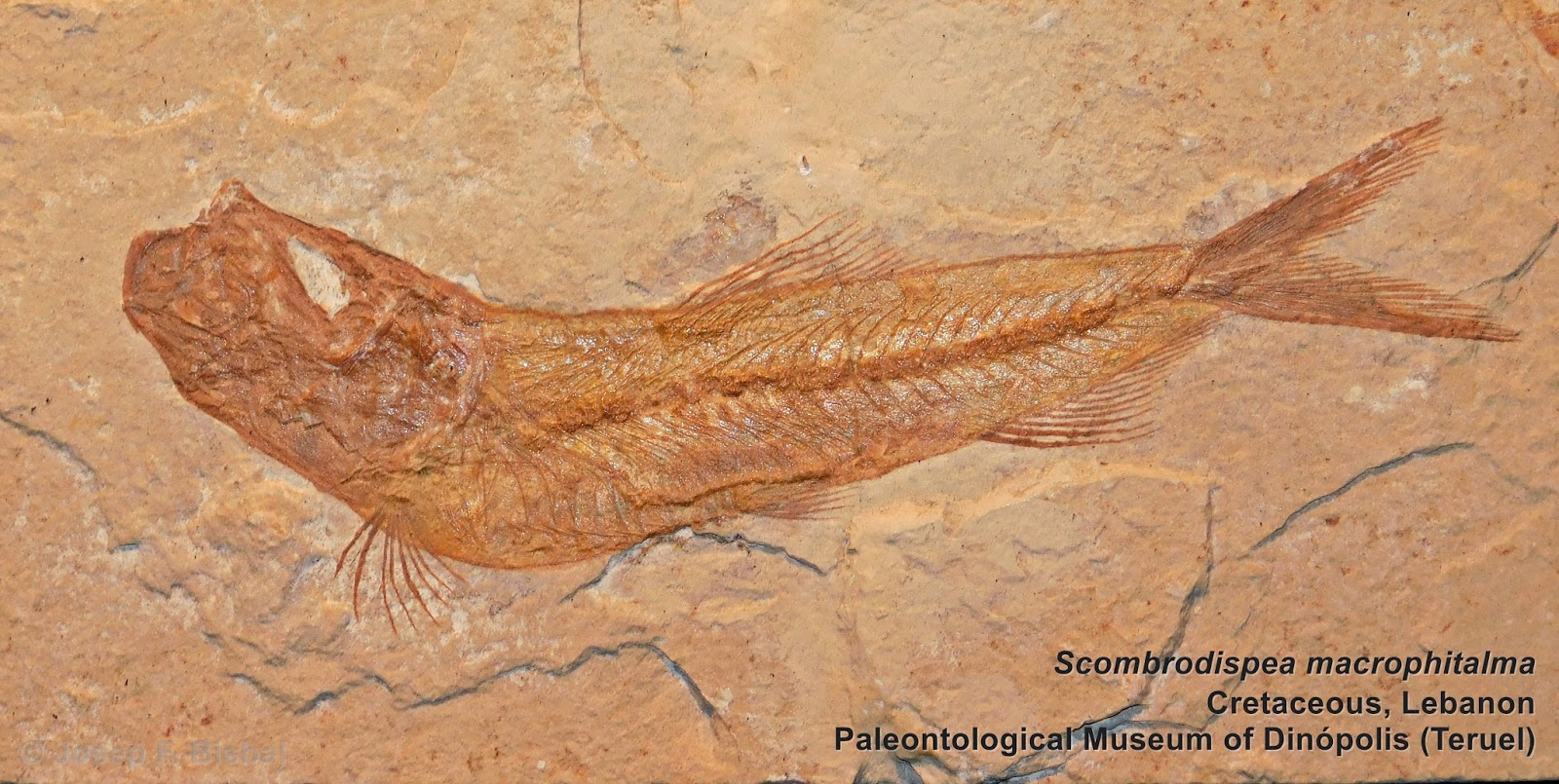 Sargantanes i Dragons: Peixos i crustacis fòssils del Cretàcic libanès