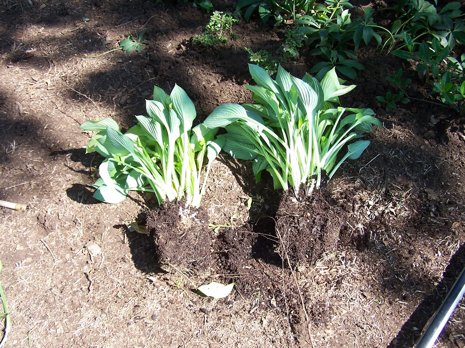 Finally: Dividing Hostas