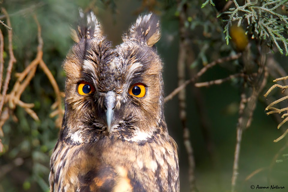 Lienzo tierra: julio 2015