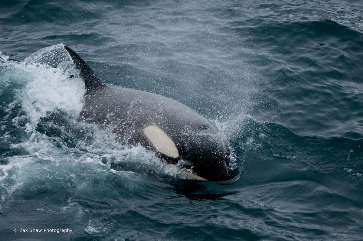 PASSION4ADVENTURE: Antarctica 2011/12 - Zak Shaw Photography