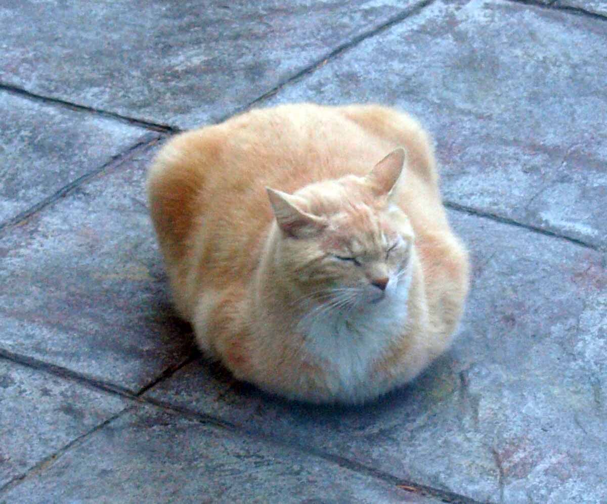 Cat Patches: Bad Cat