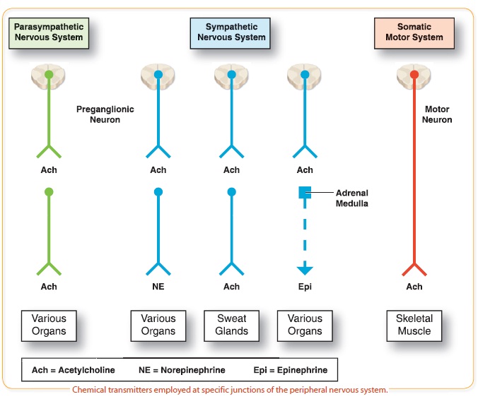 The Autonomic Nervous system