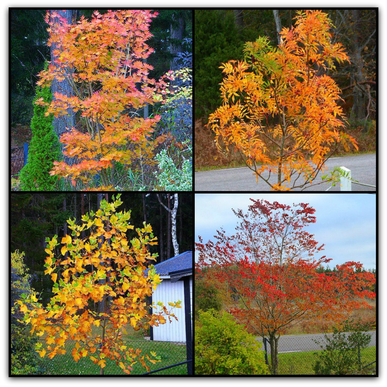 SUSIE PÅ STJÄRNARVE...: DET BÄSTA JAG VET