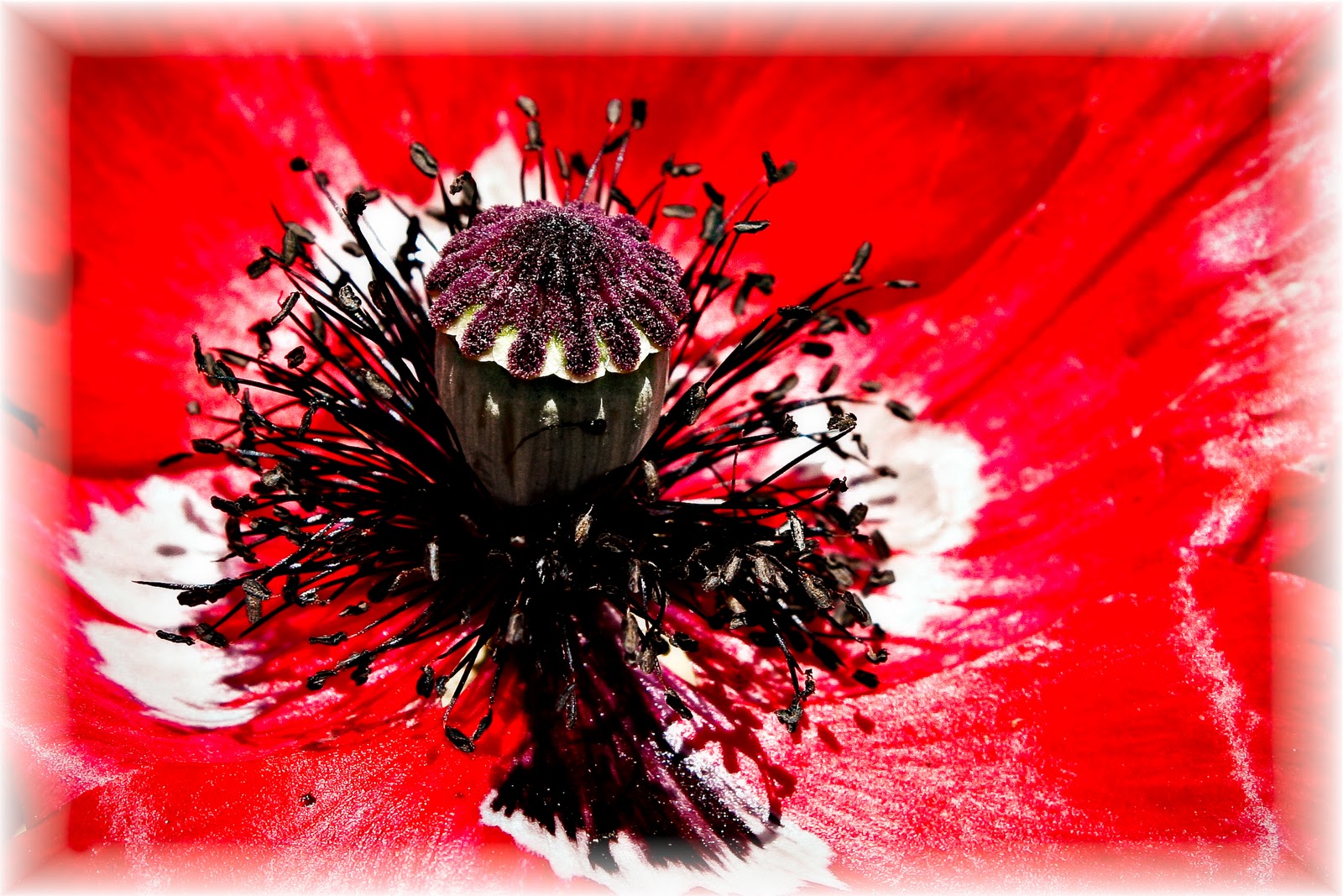James Shonka Photo Blog: A Royal Red Poppy