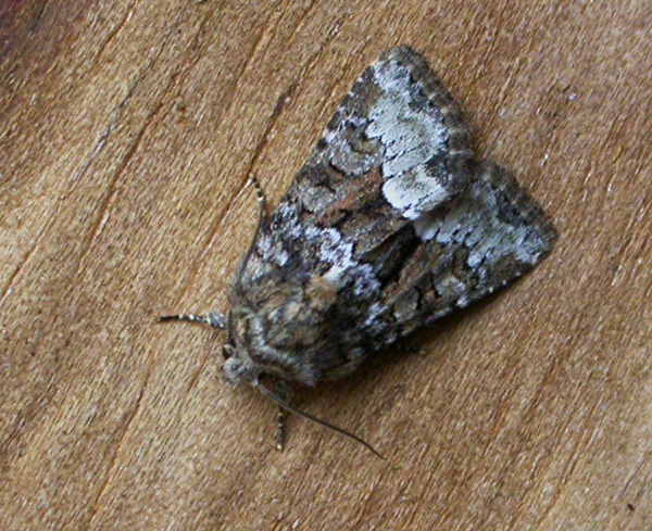 Lost Geordies Moths: May 2011