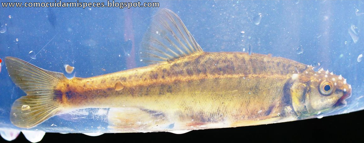 Piscardo - Phoxinus Bigerri o Phoxinus phoxinus