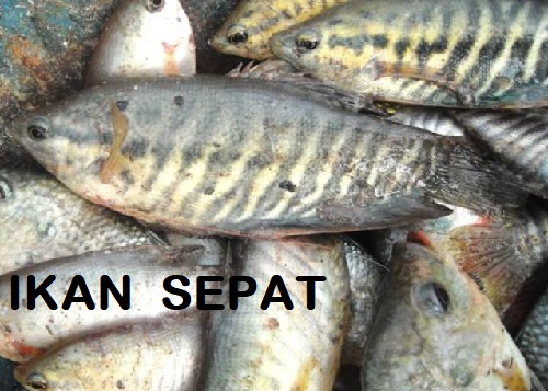 Anim Agro Technology: REZEKI IKAN SEPAT - BERMUSIM