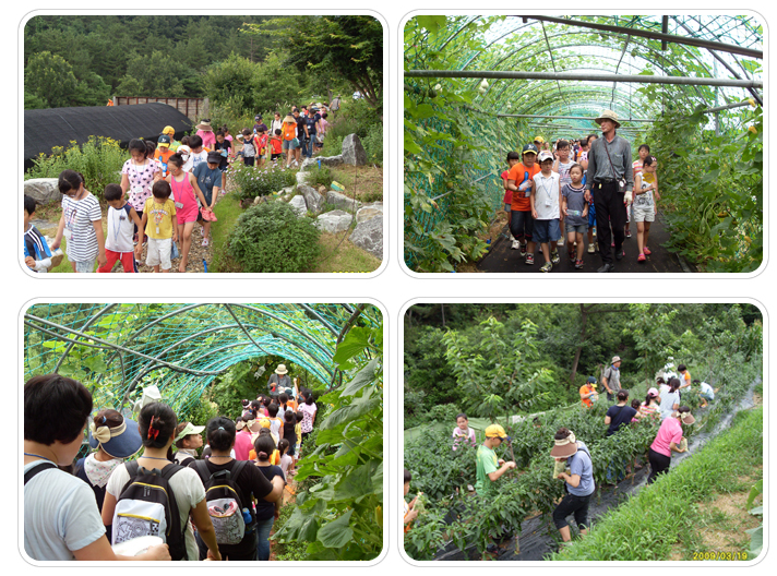 Korean Farming Experience Tours - One Day Harvest Programs in Daegu