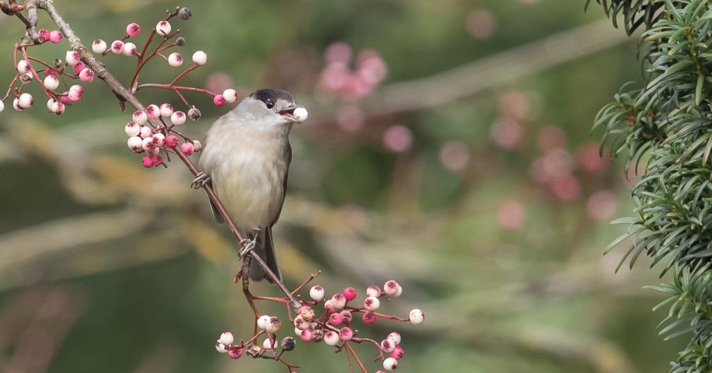 MONTGOMERYSHIRE BIRDS: Powis Castle 4th Jan