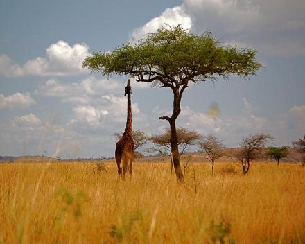 Geografía de México y del mundo : La Sabana