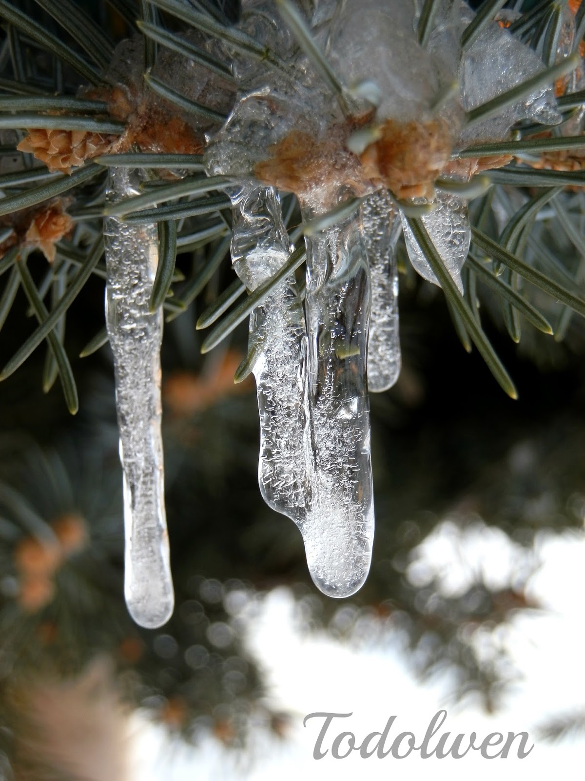 Todolwen: Nature's Magic ... Icicles