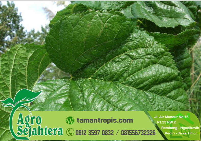 Simak! Gambar Tanaman Bidara Upas Populer - Informasi Seputar Tanaman Hias