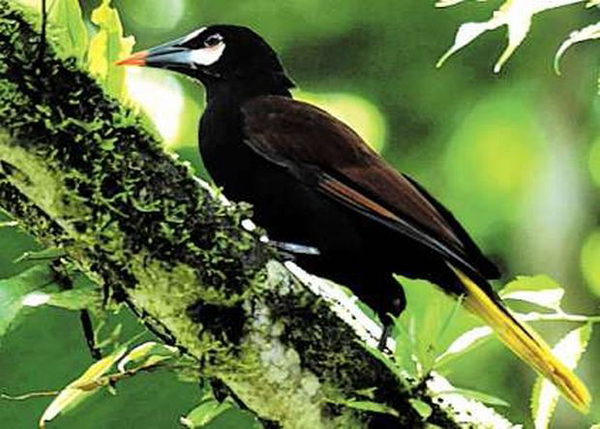 gambar burung termahal di indonesia