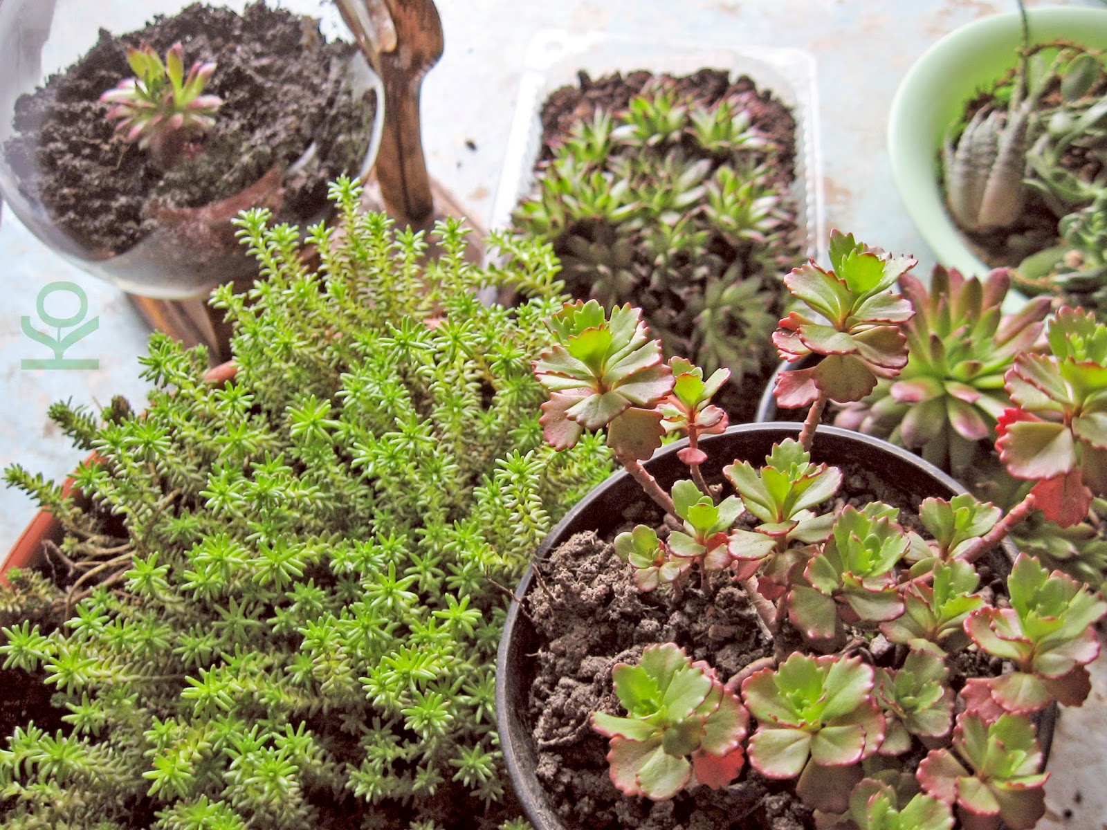 Artisan workshop Ko: DIY Florarium for succulents